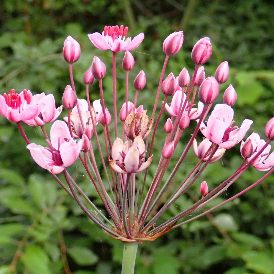 Crinul de baltă (Butomus umbellatus) – Pepiniera Roșie Merișani