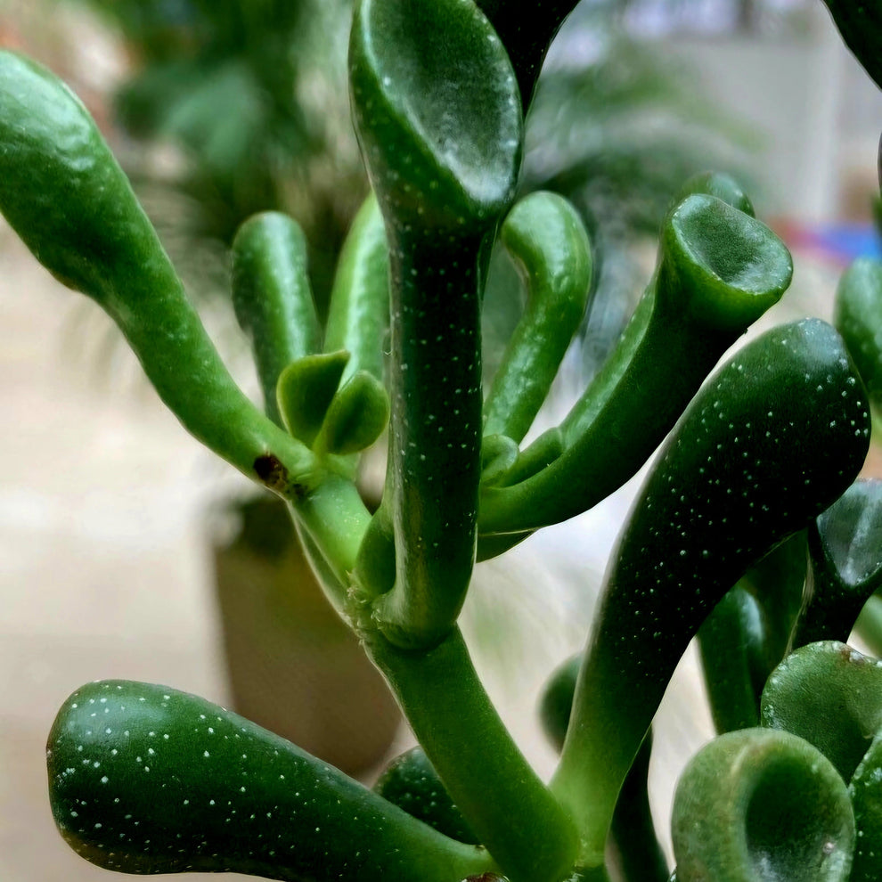 Planta banilor (Crassula ovata 'Hobbit') – Pepiniera Roșie Merișani