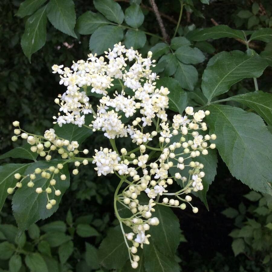 Socul negru (Sambucus nigra) – Pepiniera Roșie Merișani