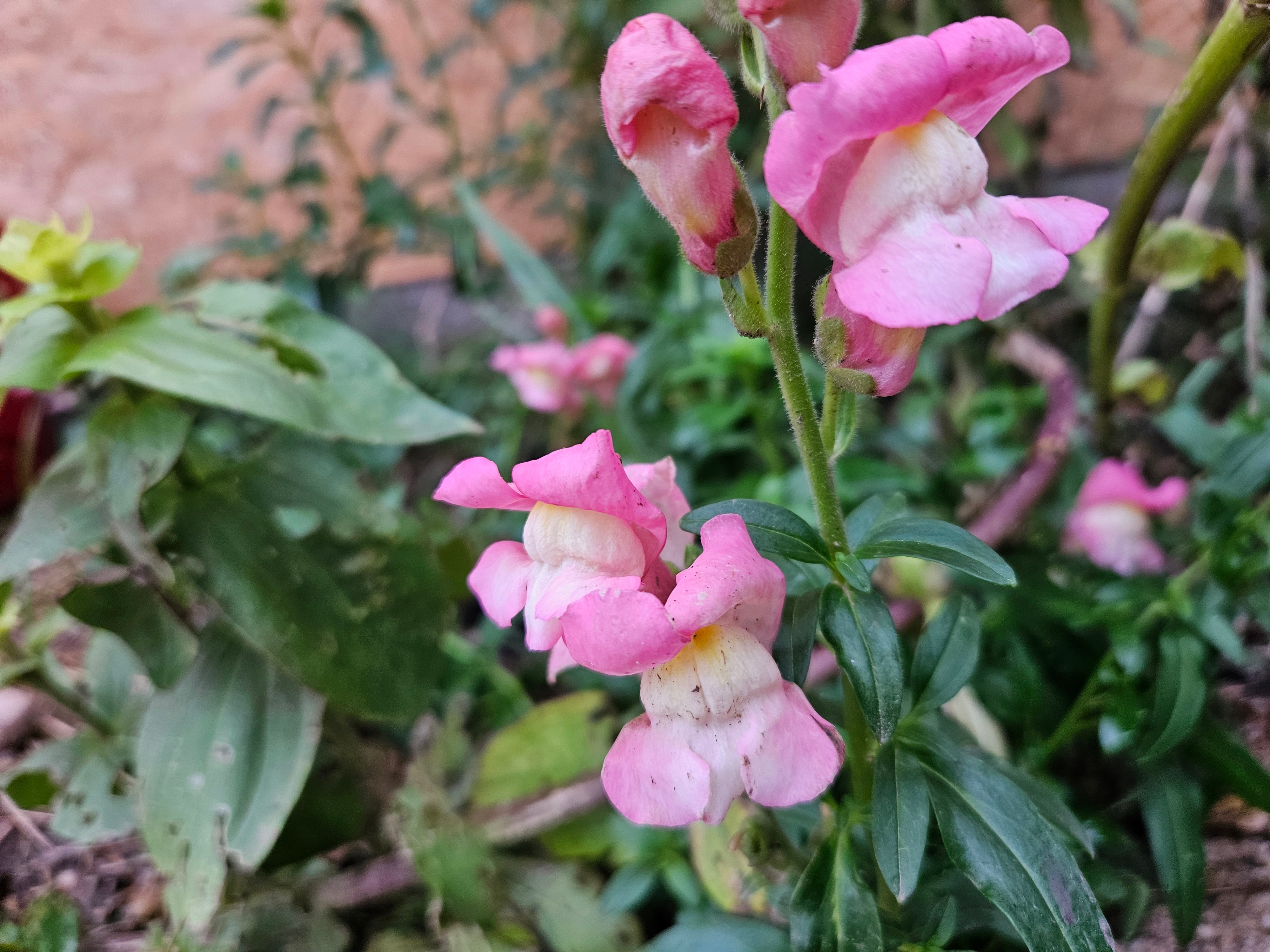 Gura leului (Antirrhinum majus) – Pepiniera Roșie Merișani