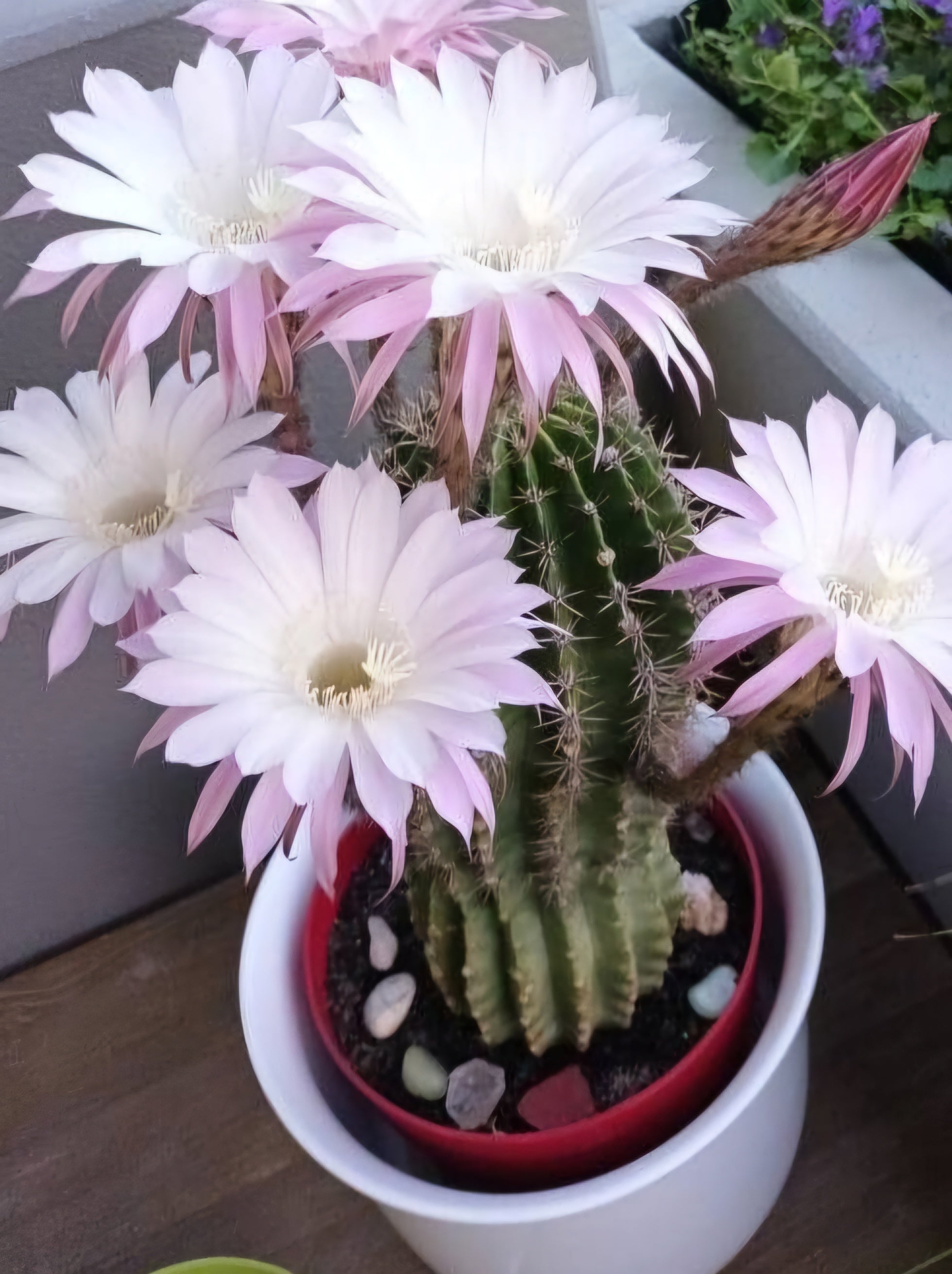Cactusul crin roz (Echinopsis oxygona) – Pepiniera Roșie Merișani