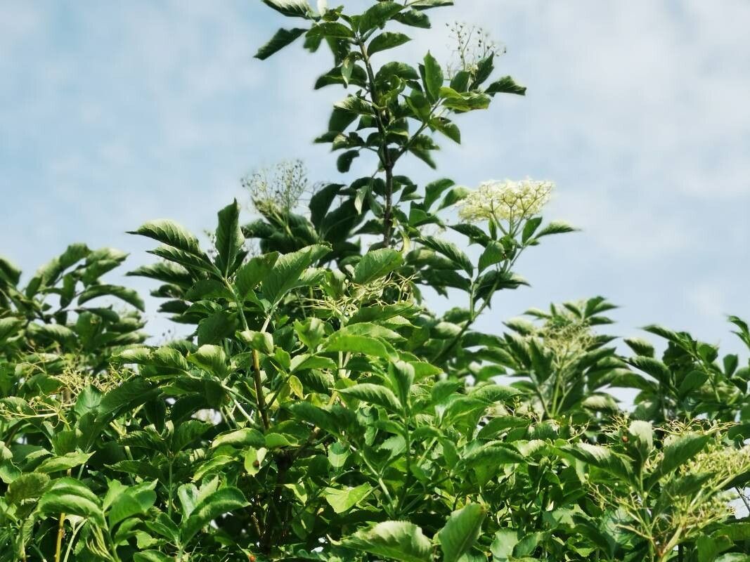 Socul negru (Sambucus nigra) – Pepiniera Roșie Merișani