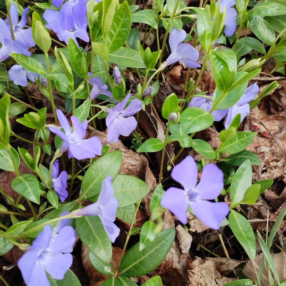 Saschiu (Vinca minor) – Pepiniera Roșie Merișani